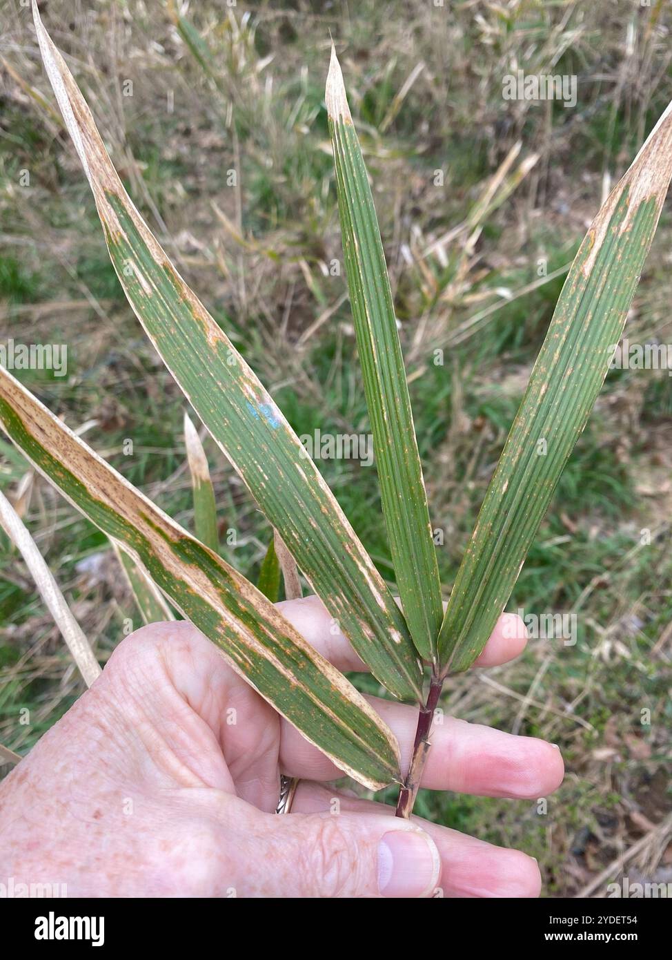 switch cane (Arundinaria tecta Stock Photo - Alamy