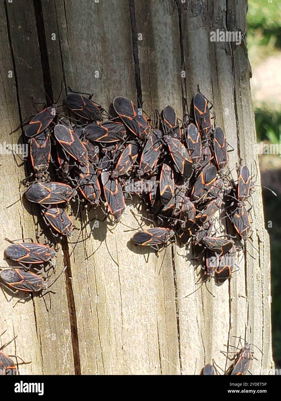 Eastern Boxelder Bug (Boisea trivittata Stock Photo - Alamy