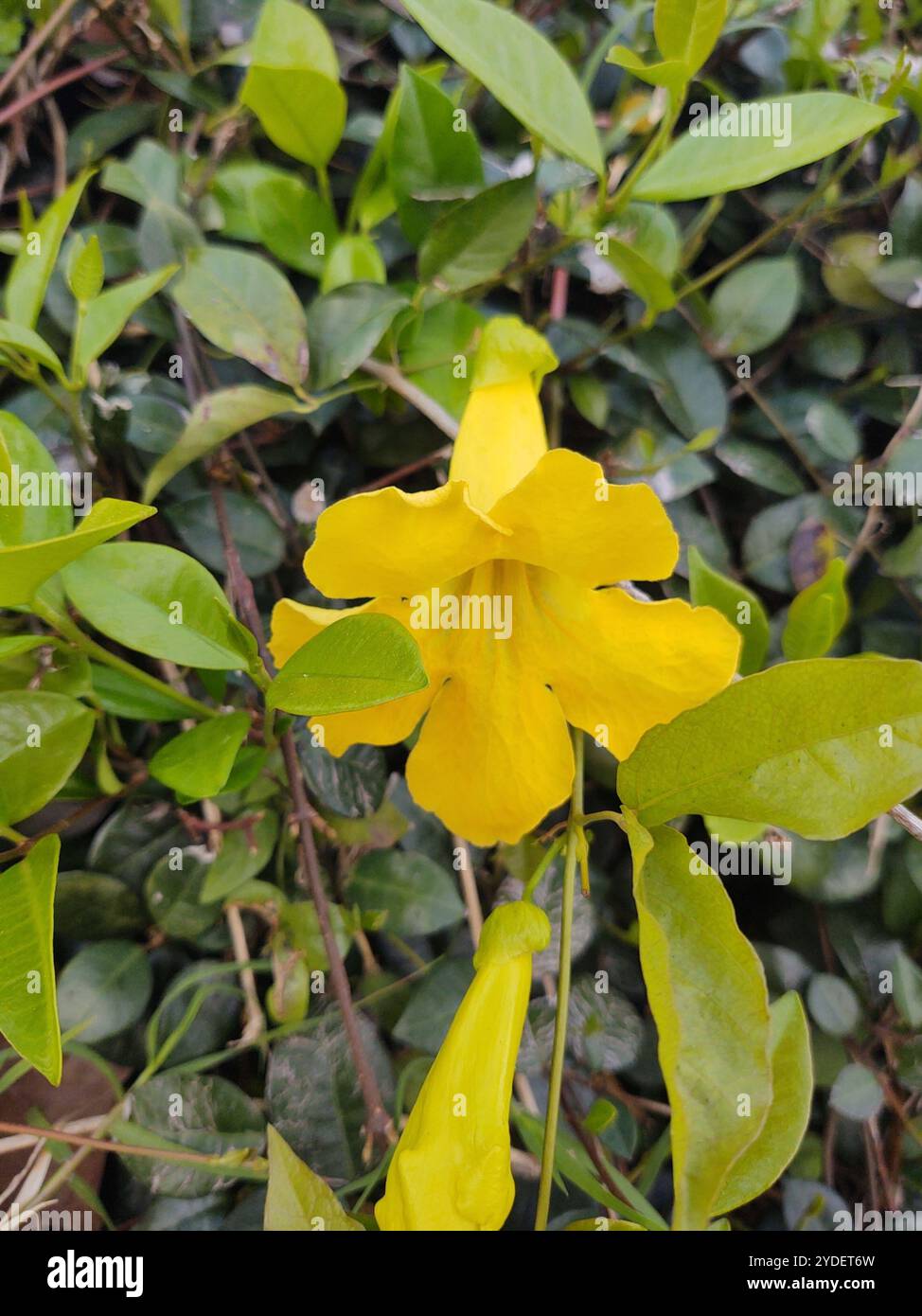 Catclaw vine (Dolichandra unguis-cati Stock Photo - Alamy