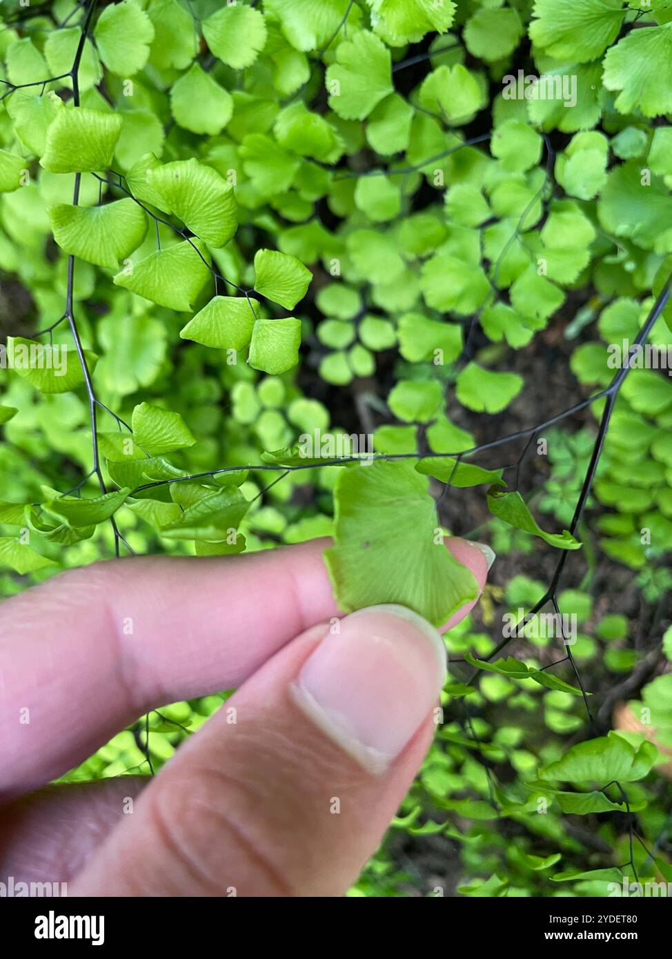 California Maidenhair Fern (Adiantum jordanii Stock Photo - Alamy