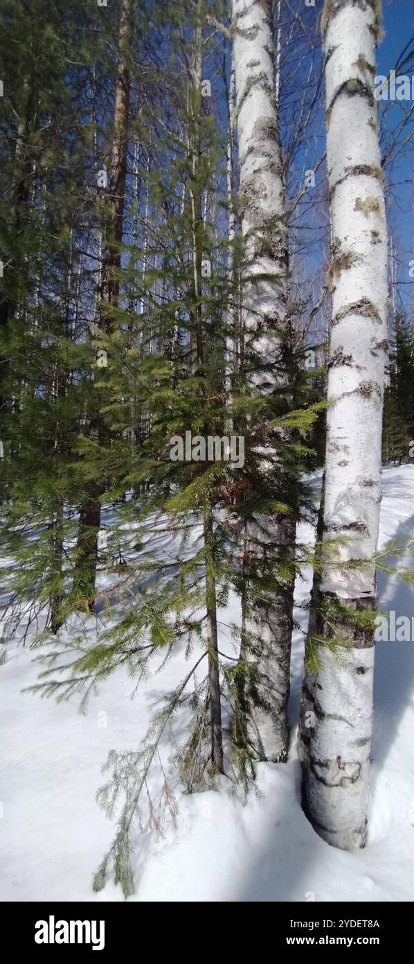 Siberian fir (Abies sibirica Stock Photo - Alamy
