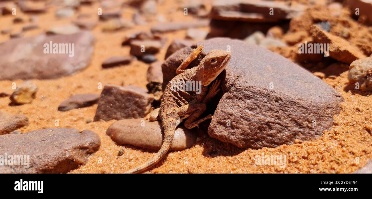 Gibber Earless Dragon (Tympanocryptis intima Stock Photo - Alamy