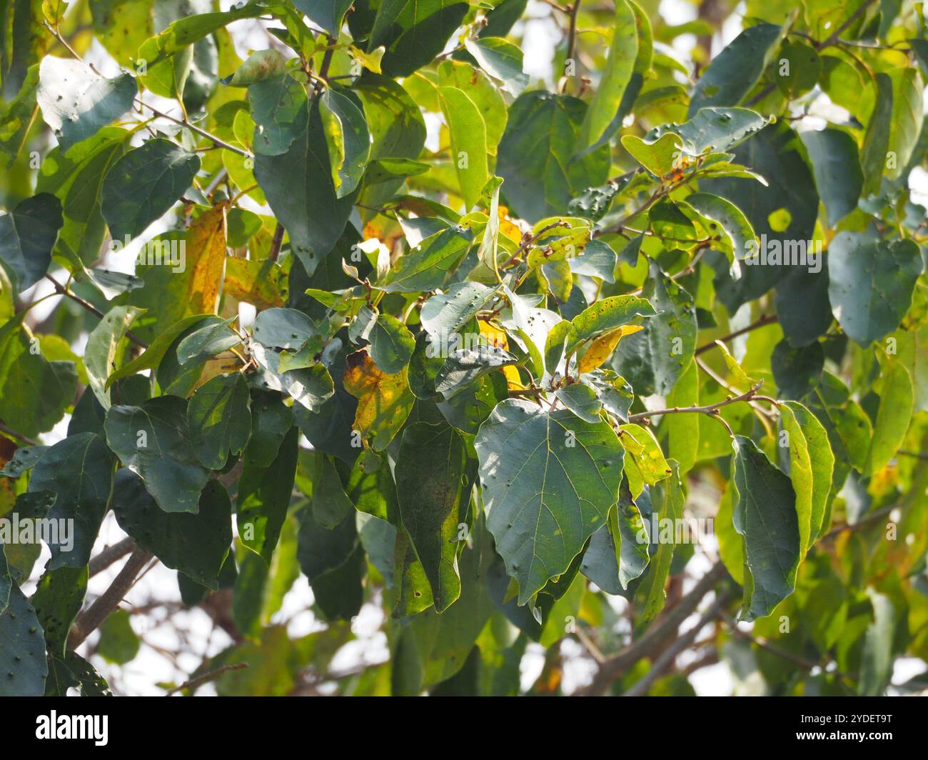 Clammy Cherry (Cordia dichotoma Stock Photo - Alamy