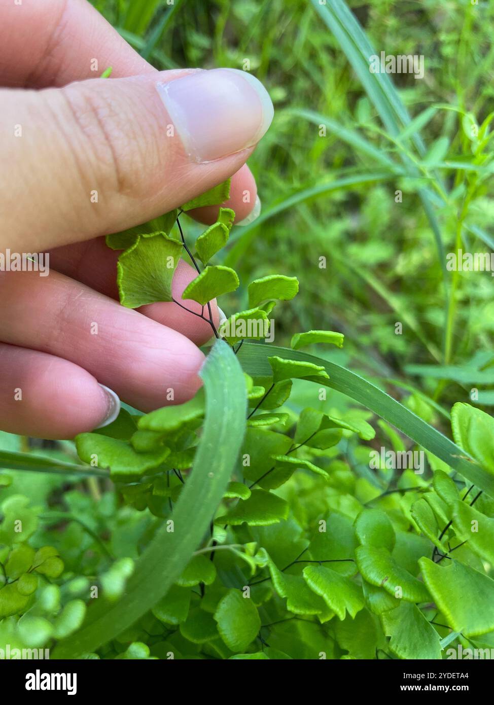 California Maidenhair Fern (Adiantum jordanii Stock Photo - Alamy