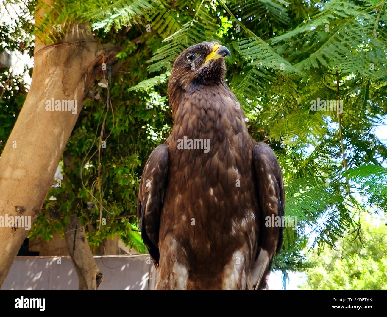 Honey buzzard, Pernis Falco apivorus, family Accipitridae, a genus of ...