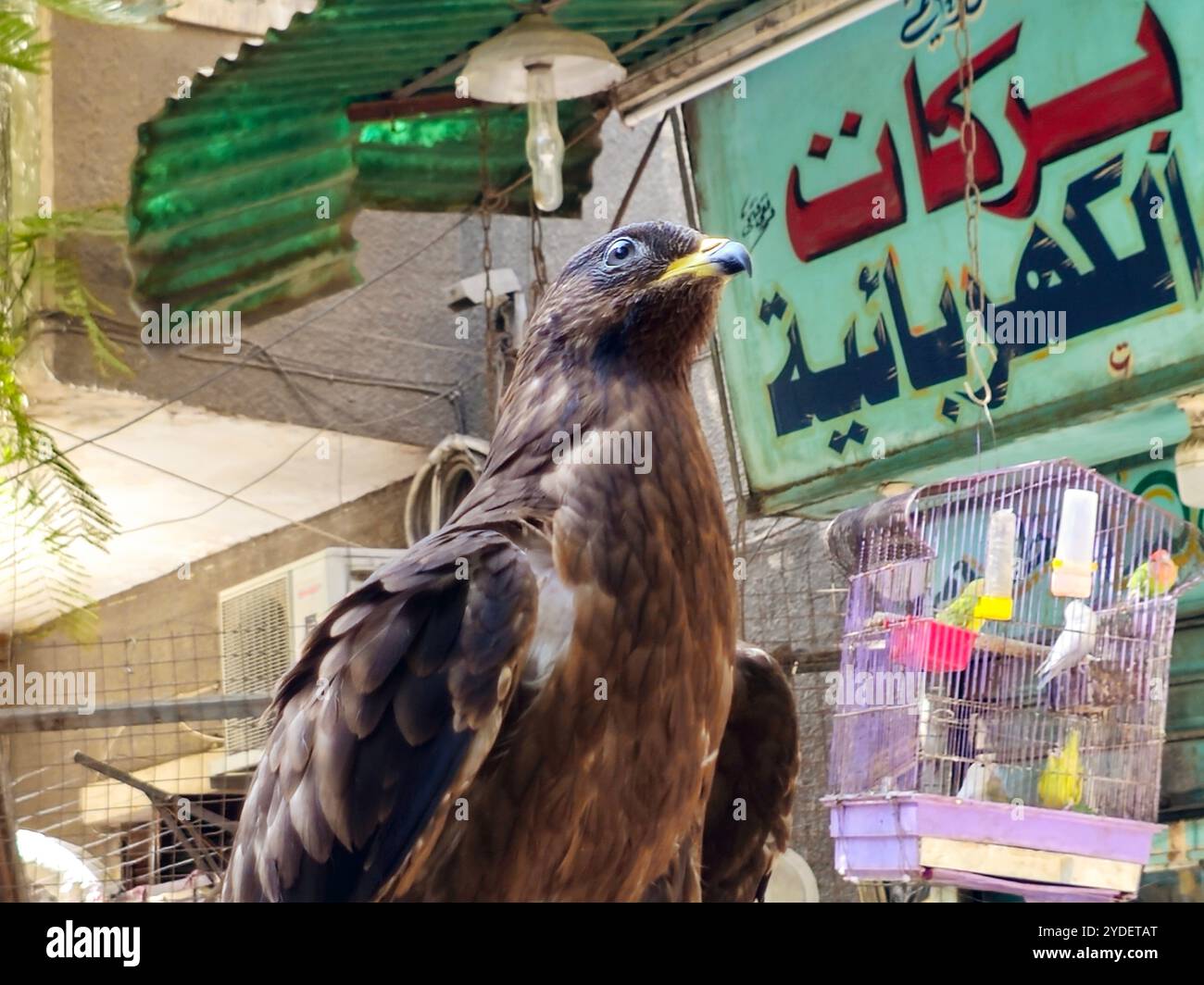Cairo, Egypt, October 15 2024: Honey buzzard, Pernis Falco apivorus, family Accipitridae, a ...