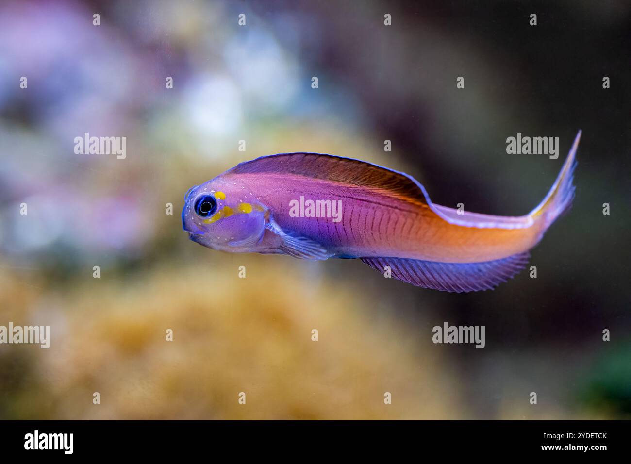 The Midas blenny, Ecsenius midas, it grows to a size of 13 cm in length ...