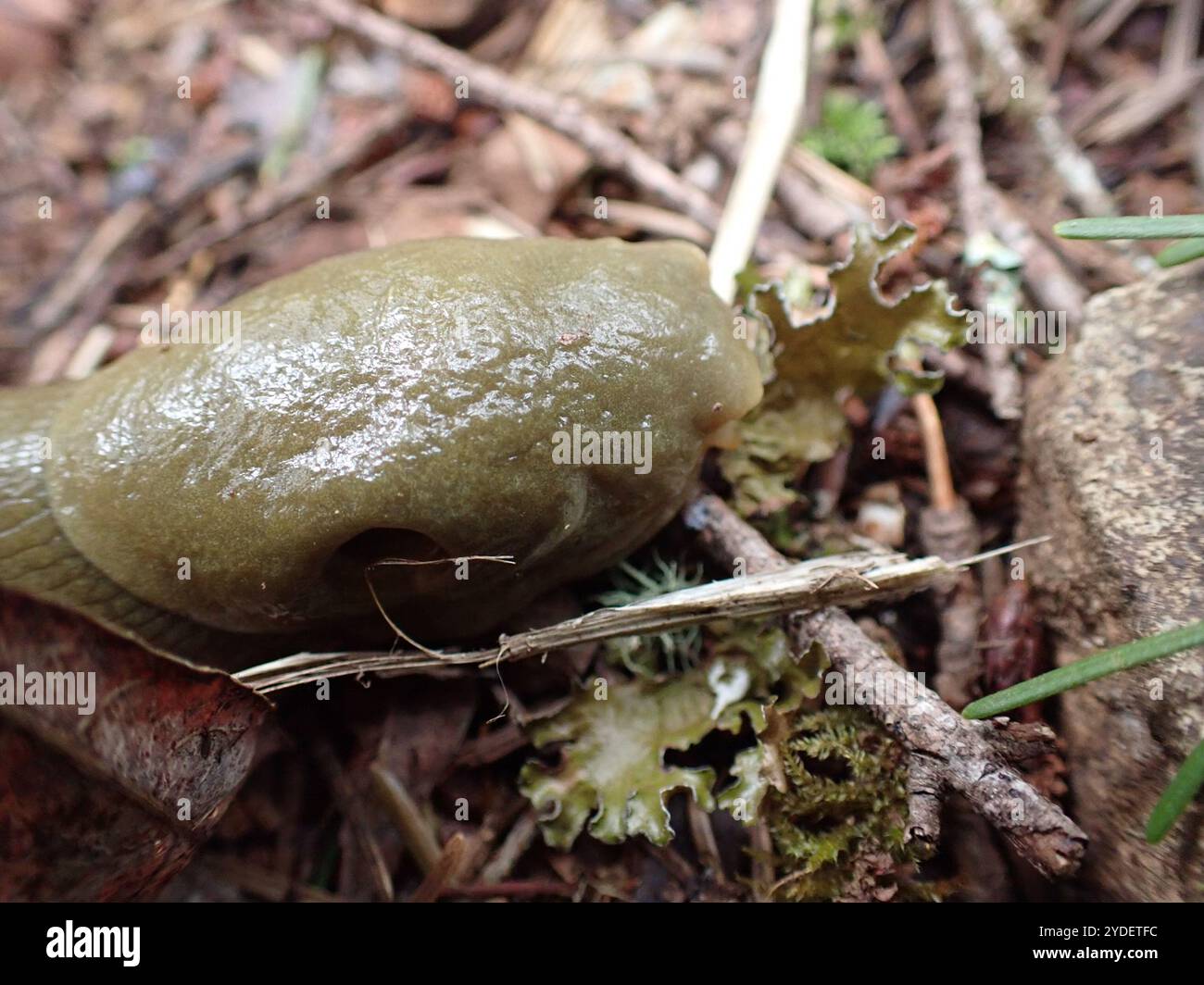 Pacific Banana Slug (Ariolimax columbianus Stock Photo - Alamy