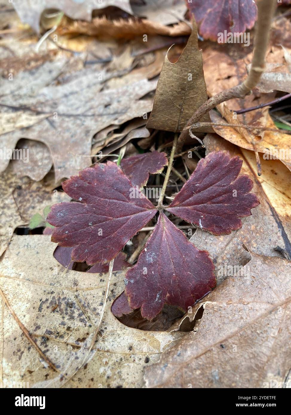 Appalachian barren-strawberry (Waldsteinia fragarioides Stock Photo - Alamy