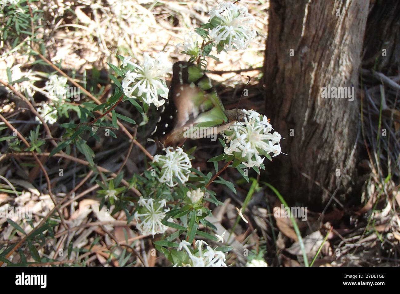 Macleay's Swallowtail (Graphium macleayanus Stock Photo - Alamy