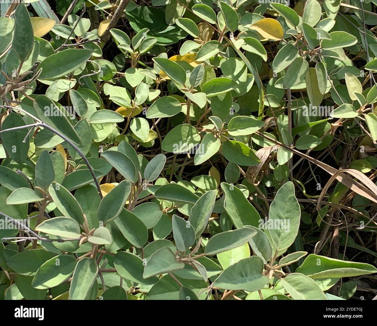 Beach Croton (Croton punctatus Stock Photo - Alamy