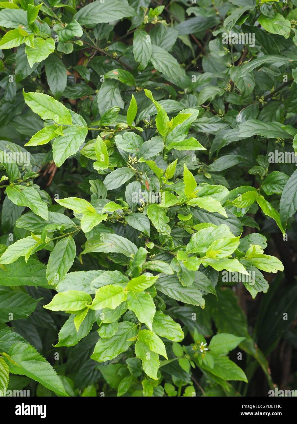 (Maesa perlaria formosana Stock Photo - Alamy
