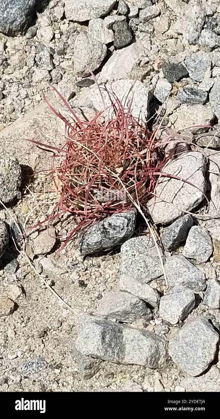 California Barrel Cactus (Ferocactus cylindraceus Stock Photo - Alamy