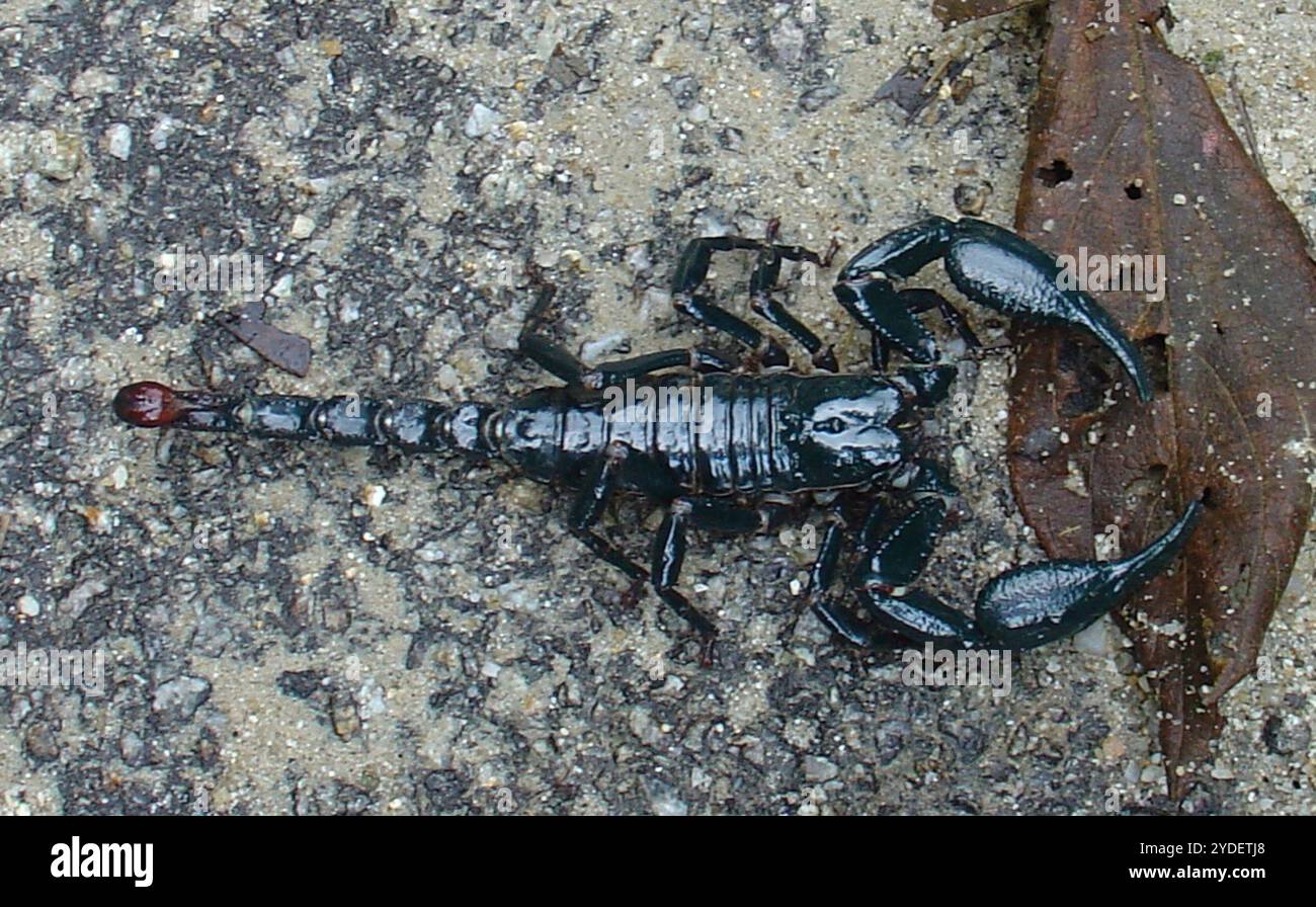 Asian Forest Scorpion (Heterometrus longimanus Stock Photo - Alamy