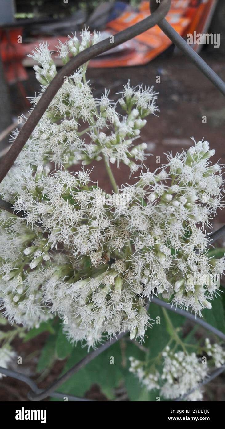 Whiteweed (Austroeupatorium inulifolium Stock Photo - Alamy