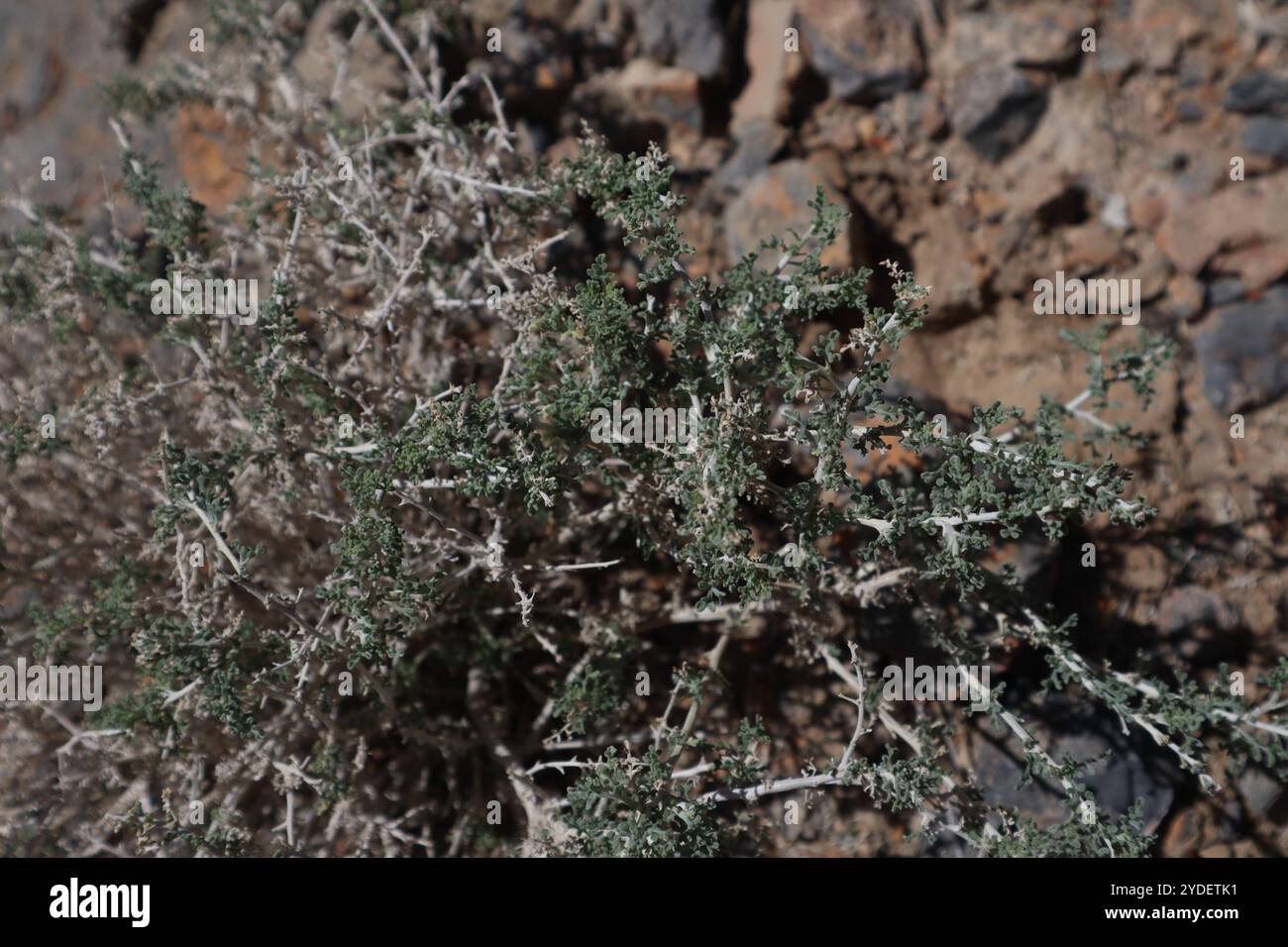 Burrobush (Ambrosia dumosa Stock Photo - Alamy