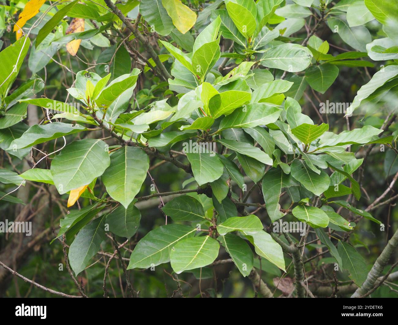 Hauili fig tree (Ficus septica Stock Photo - Alamy