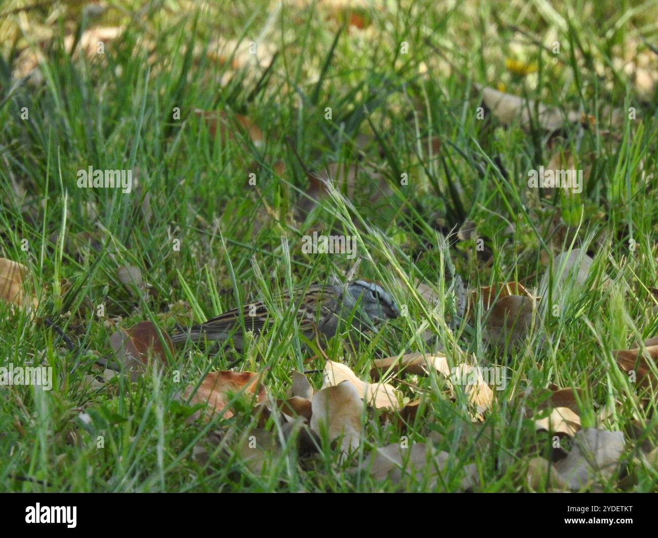 Chipping Sparrow (Spizella passerina Stock Photo - Alamy