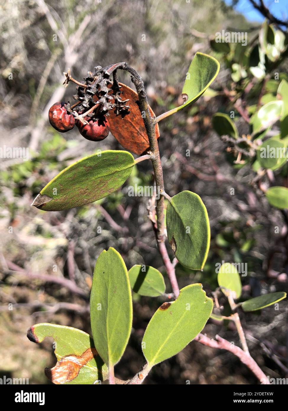 Common Manzanita (Arctostaphylos manzanita Stock Photo - Alamy
