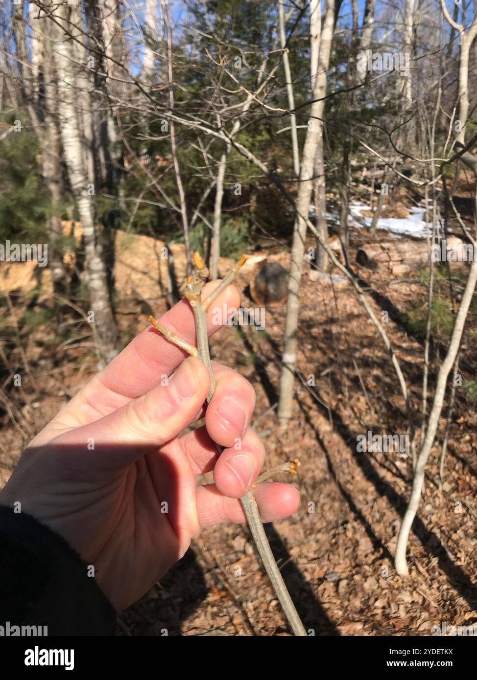 bitternut hickory (Carya cordiformis Stock Photo - Alamy