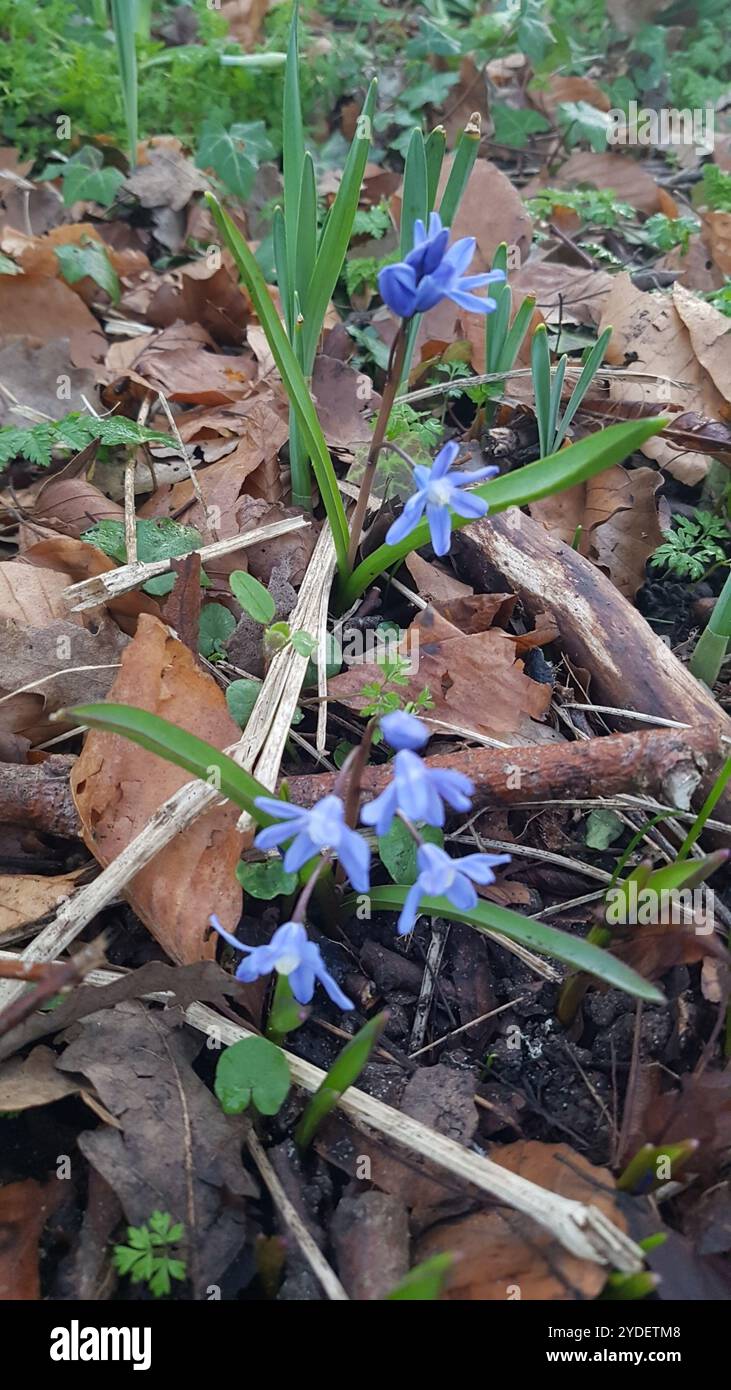 Forbes' Glory-of-the-snow (Scilla forbesii Stock Photo - Alamy