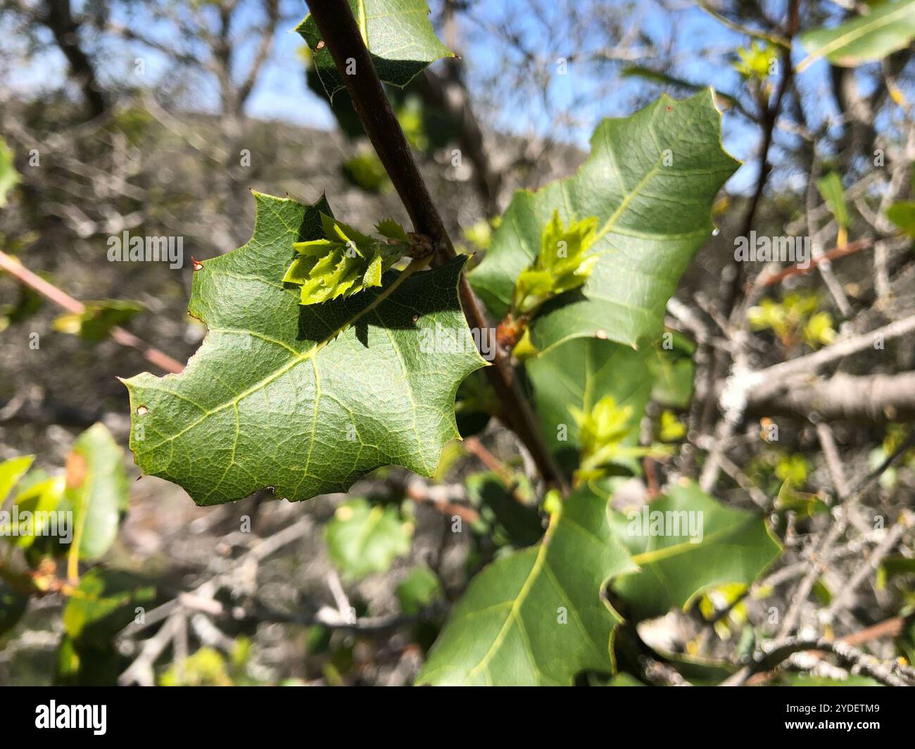 interior live oak (Quercus wislizeni Stock Photo - Alamy