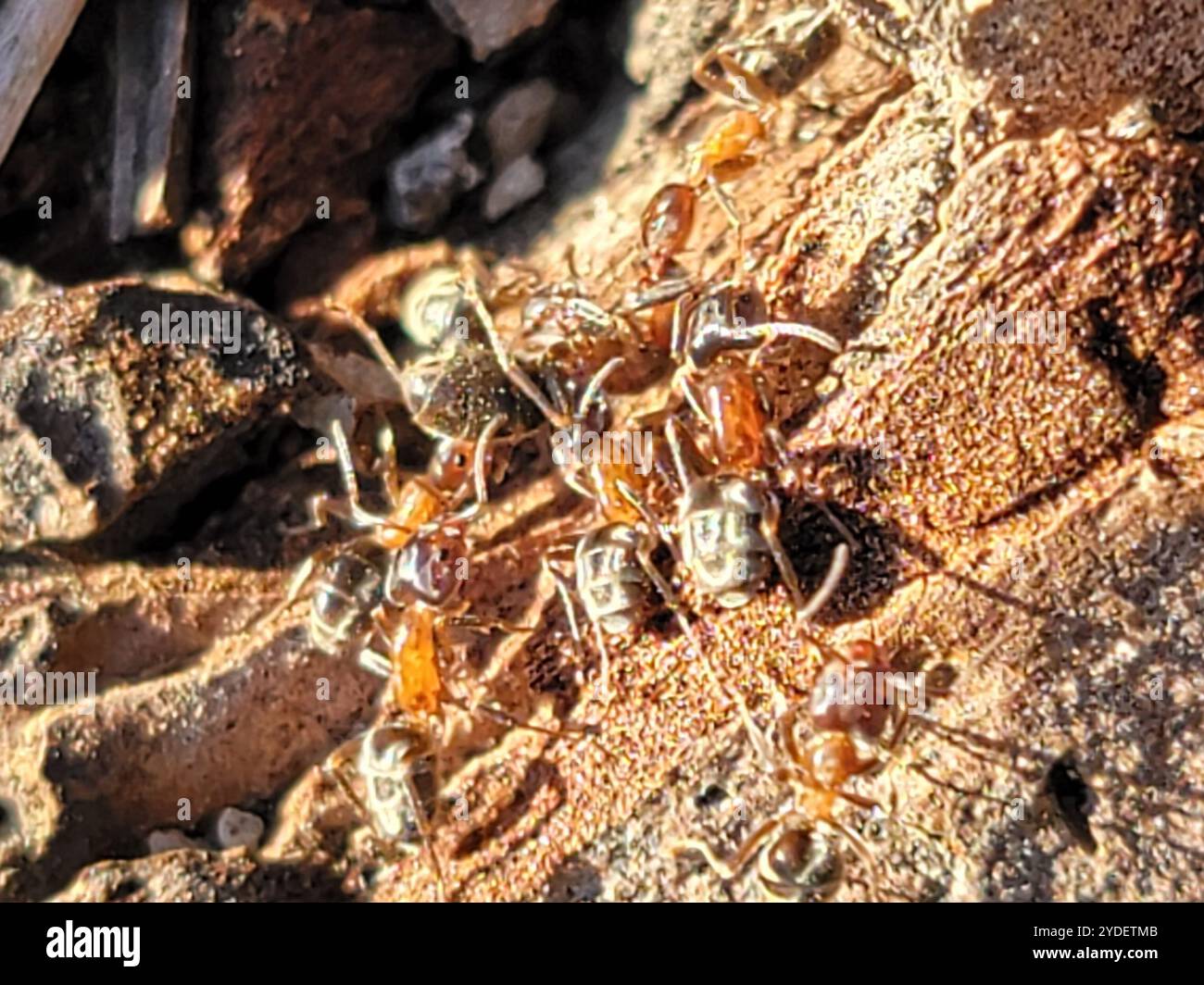 Western Velvety Tree Ant (Liometopum occidentale Stock Photo - Alamy