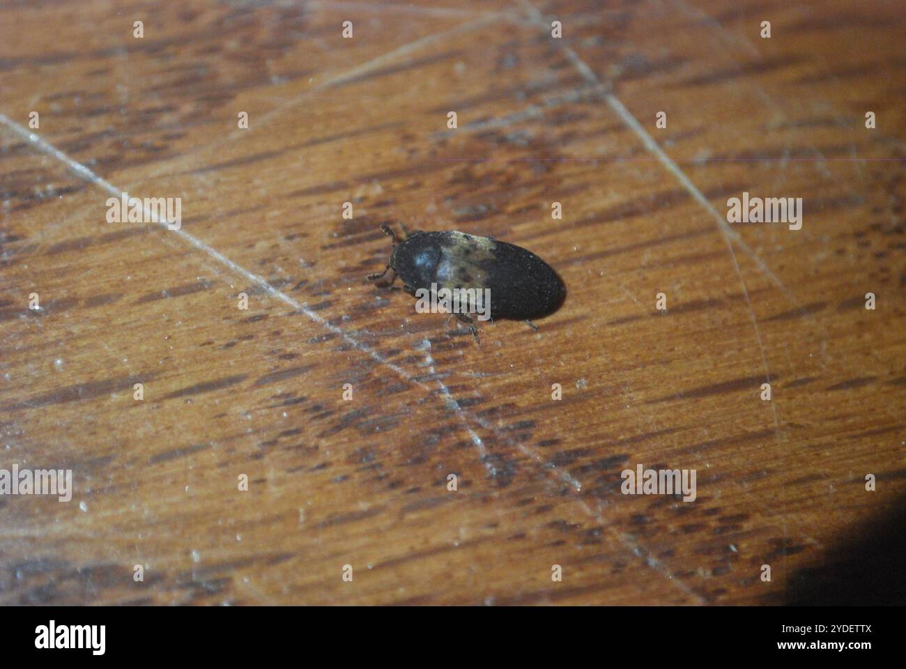 Larder Beetle (Dermestes lardarius Stock Photo - Alamy