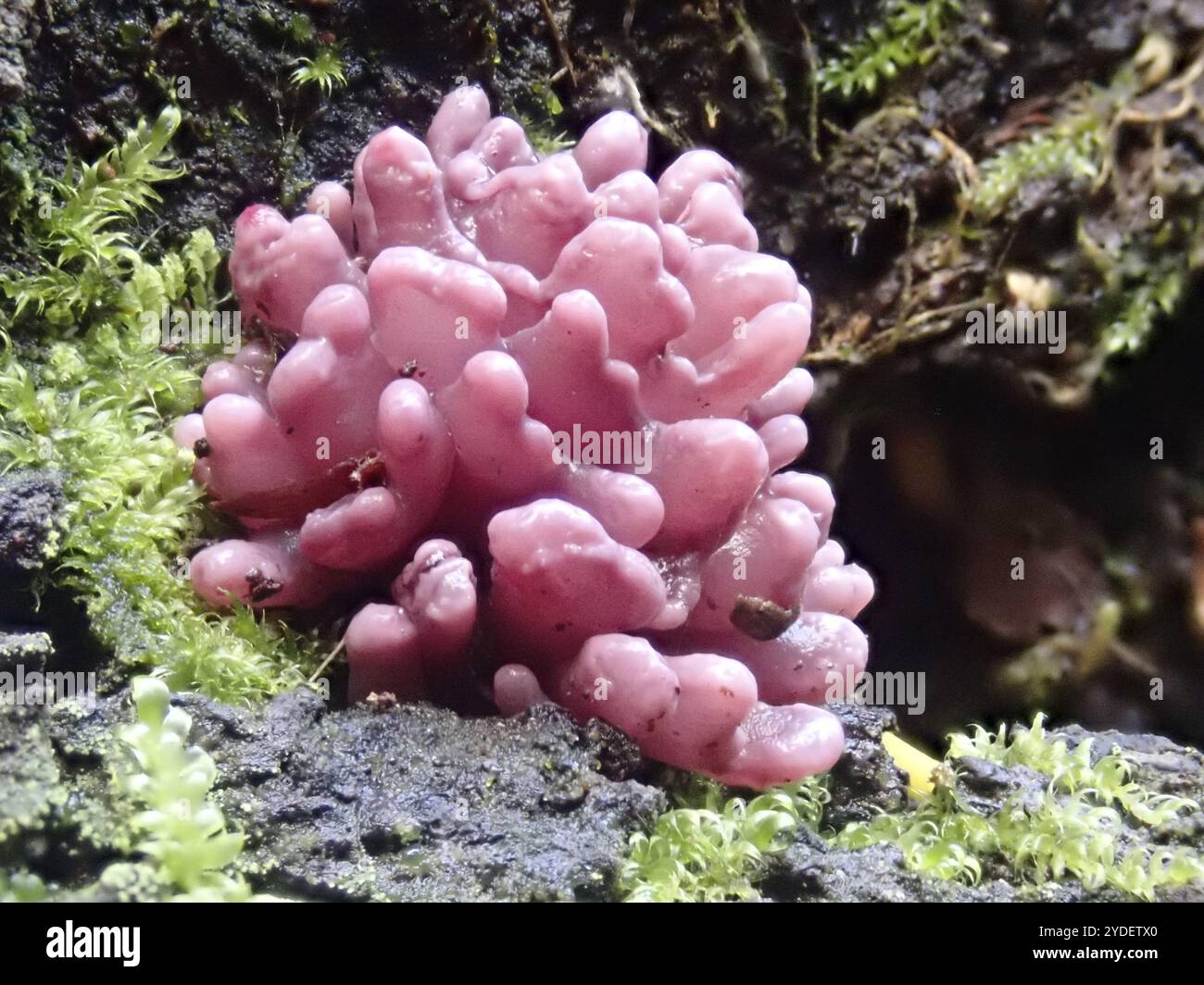 Purple Jellydisc (Ascocoryne sarcoides Stock Photo - Alamy