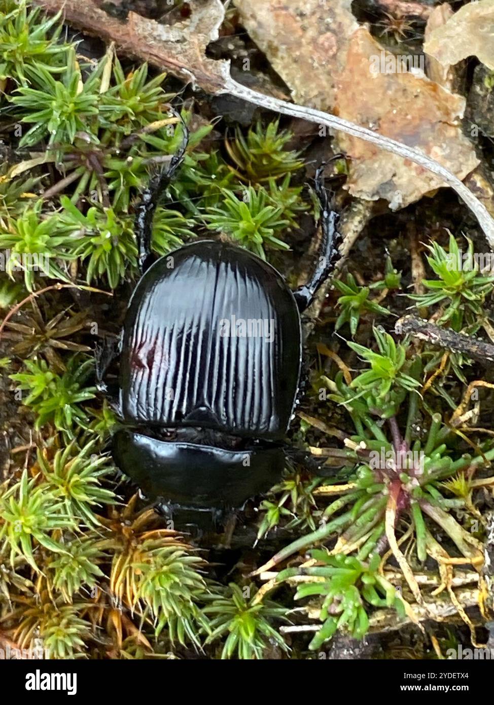 Minotaur Beetle (Typhaeus typhoeus Stock Photo - Alamy
