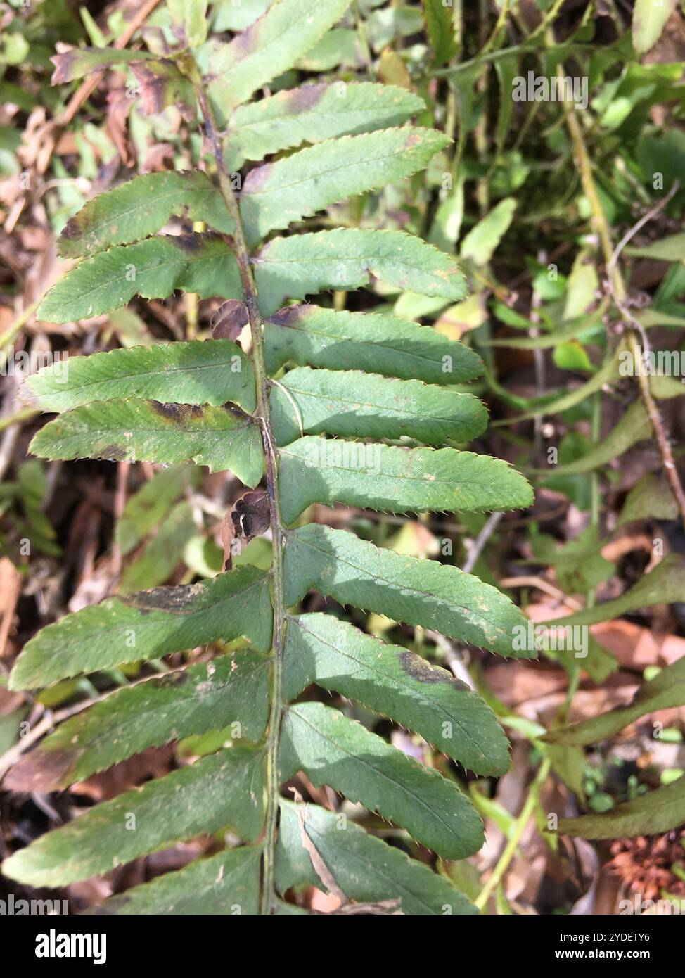 Christmas fern (Polystichum acrostichoides Stock Photo - Alamy