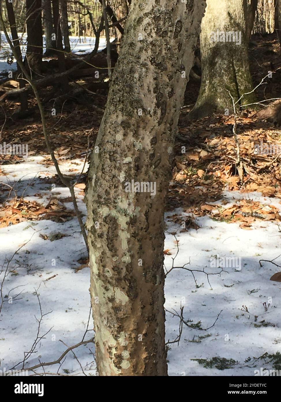 Beech Scale (Cryptococcus fagisuga Stock Photo - Alamy