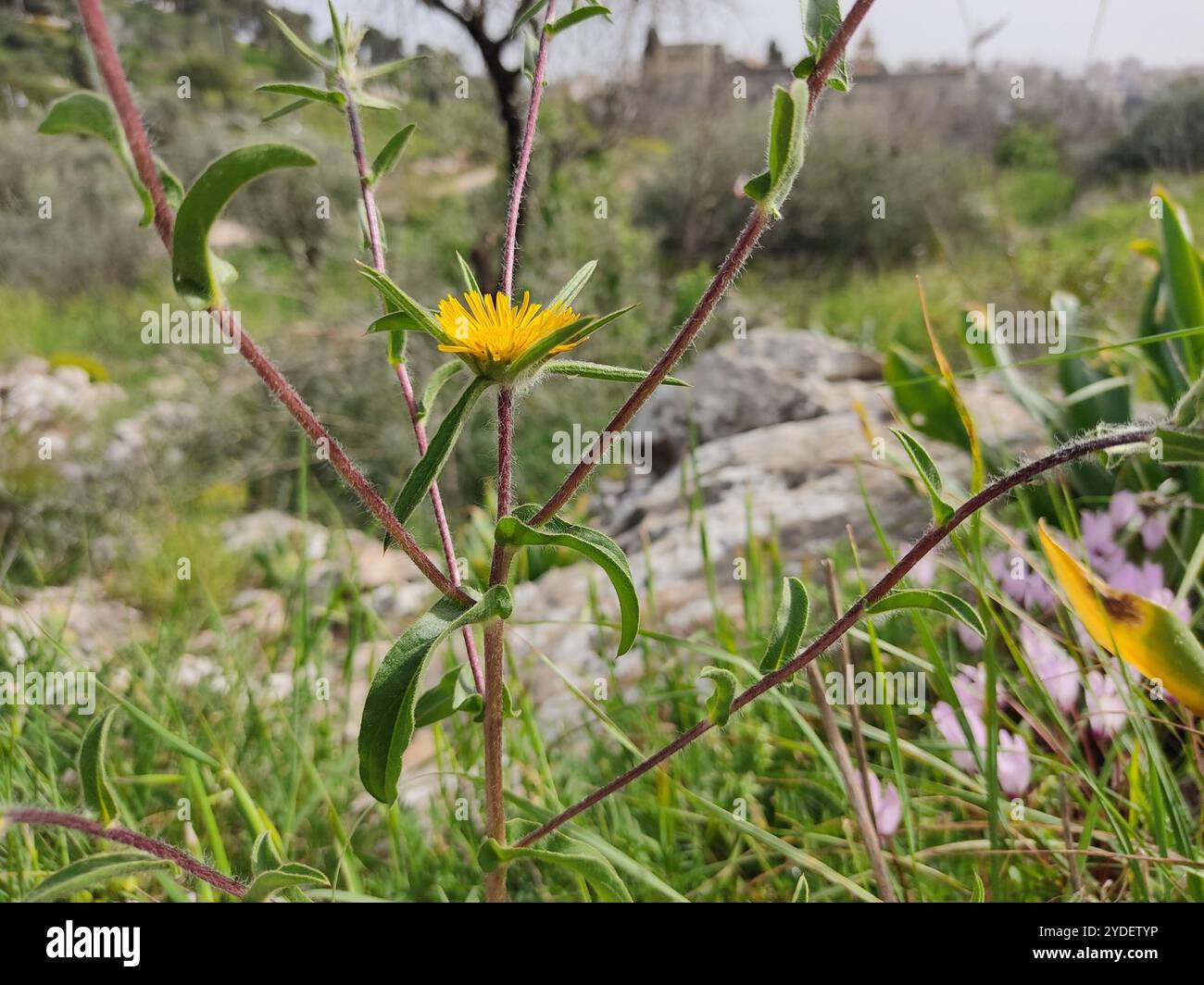 Spiny Starwort (Pallenis spinosa Stock Photo - Alamy