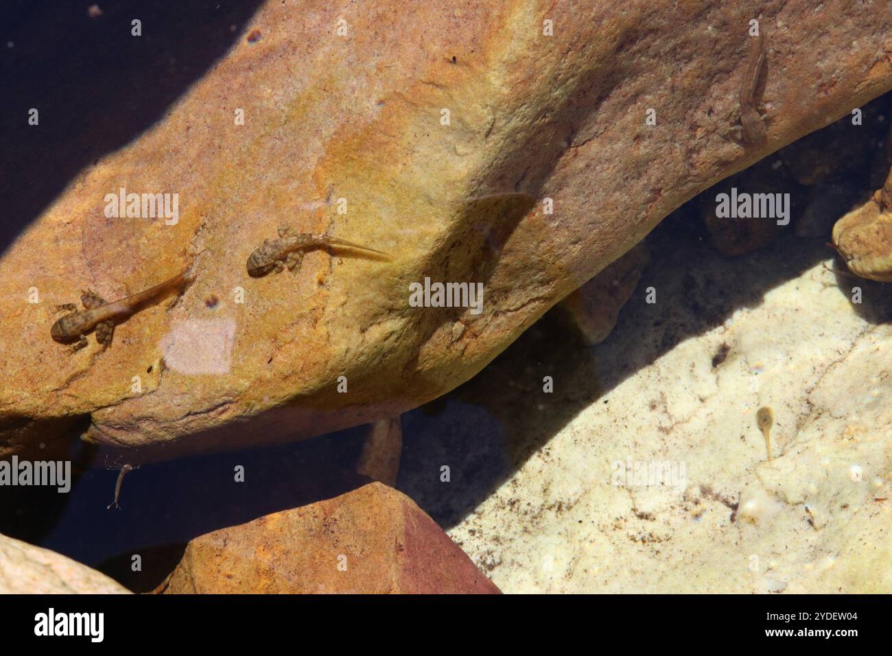 Cape Ghost frog (Heleophryne purcelli Stock Photo - Alamy