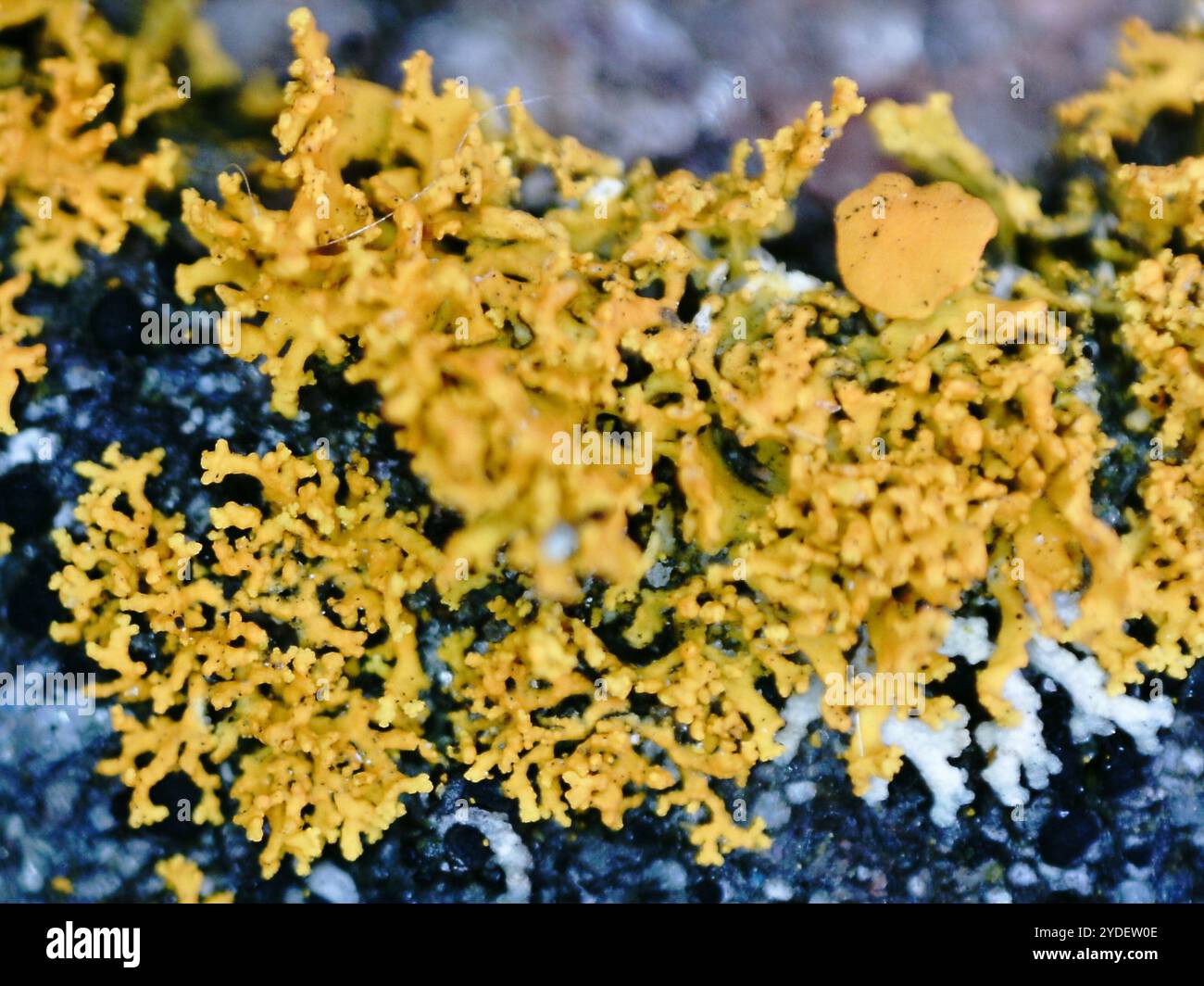 Polycauliona hi-res stock photography and images - Alamy
