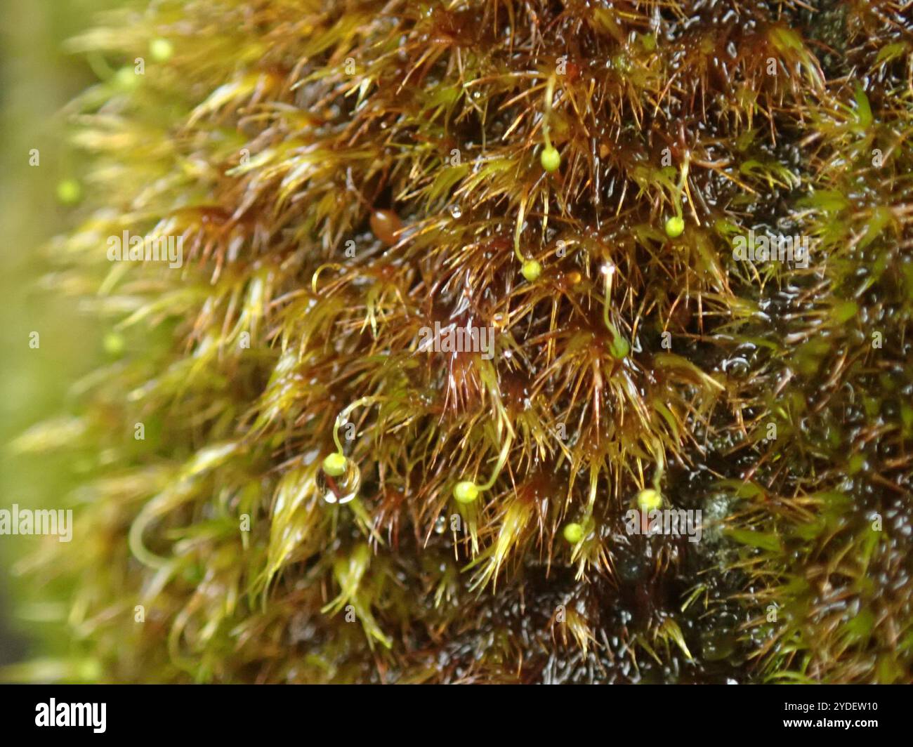 Sharp-leaved Blindia (Blindia acuta Stock Photo - Alamy