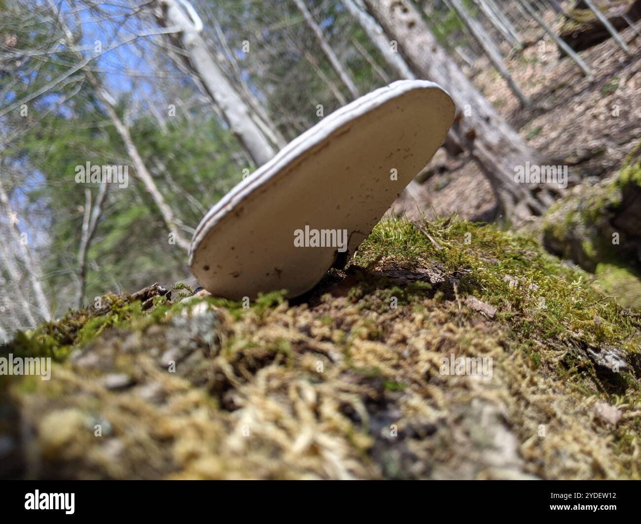 Megaloma hi-res stock photography and images - Alamy