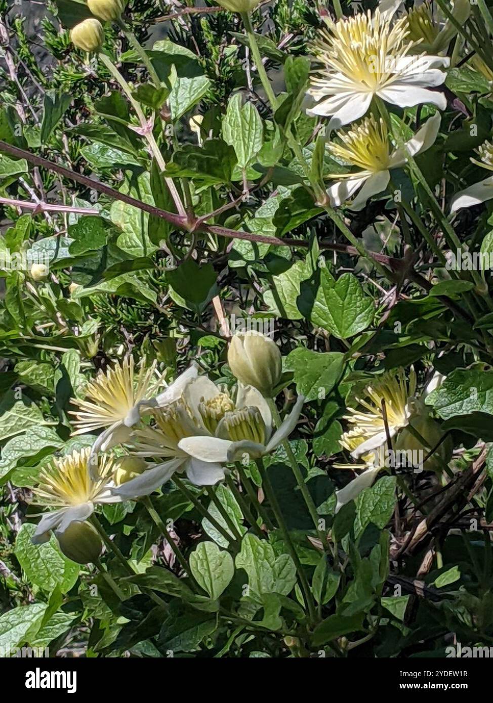 Pipestem Clematis (Clematis lasiantha Stock Photo - Alamy