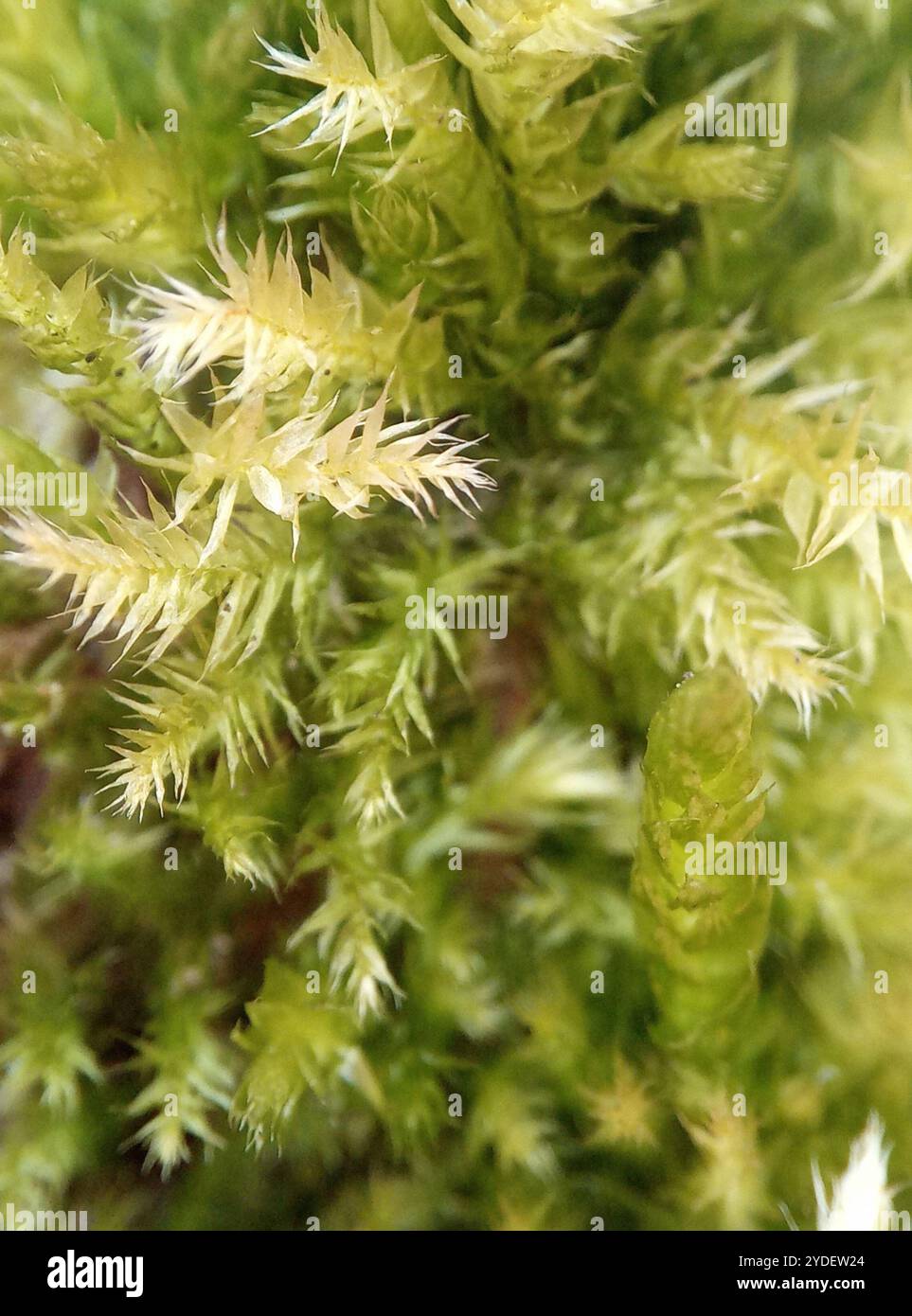 Rough-stalked Feather-moss (Brachythecium rutabulum Stock Photo - Alamy