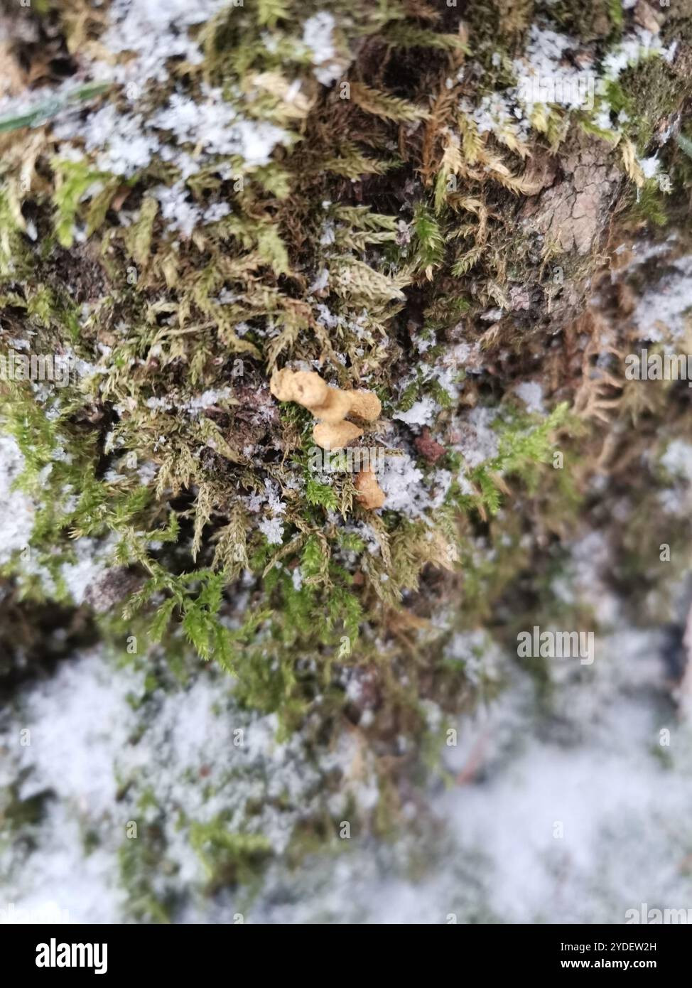 Siberian Flying Squirrel (Pteromys volans Stock Photo - Alamy