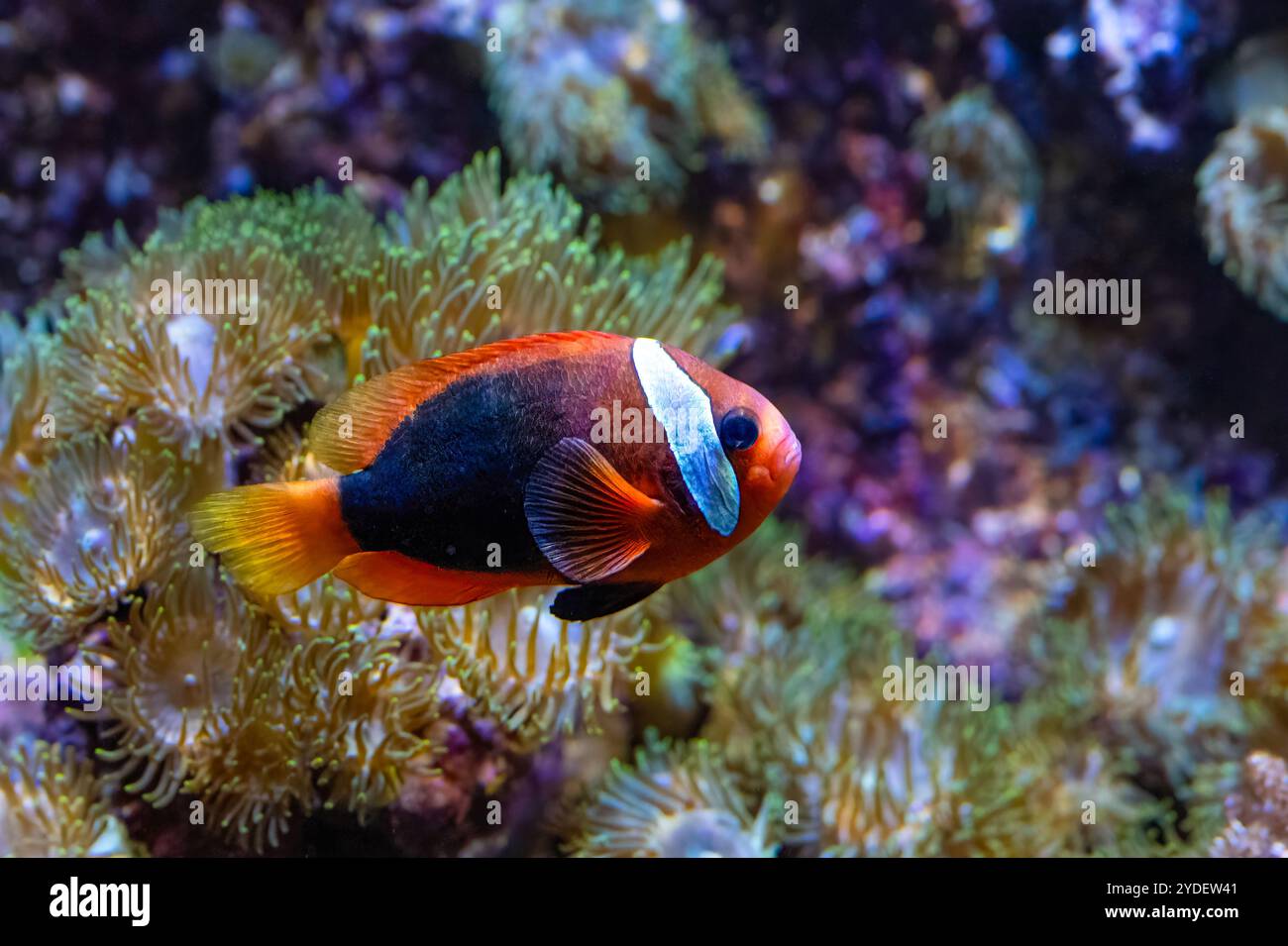 Cinnamon clownfish, Amphiprion melanopus, is a sequential hermaphrodite ...