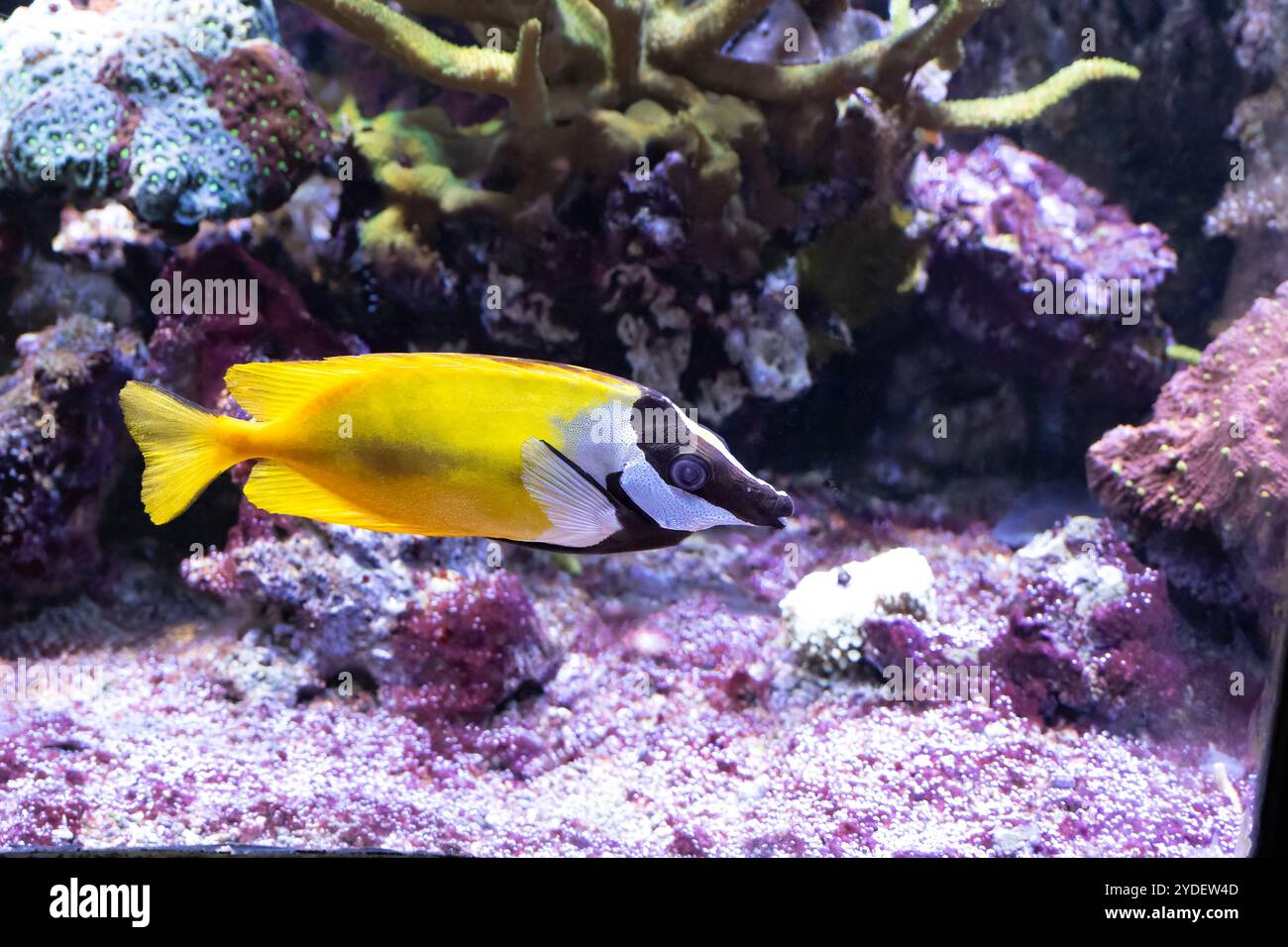 The foxface rabbitfish, Siganus vulpinus, produces venom in the spines ...