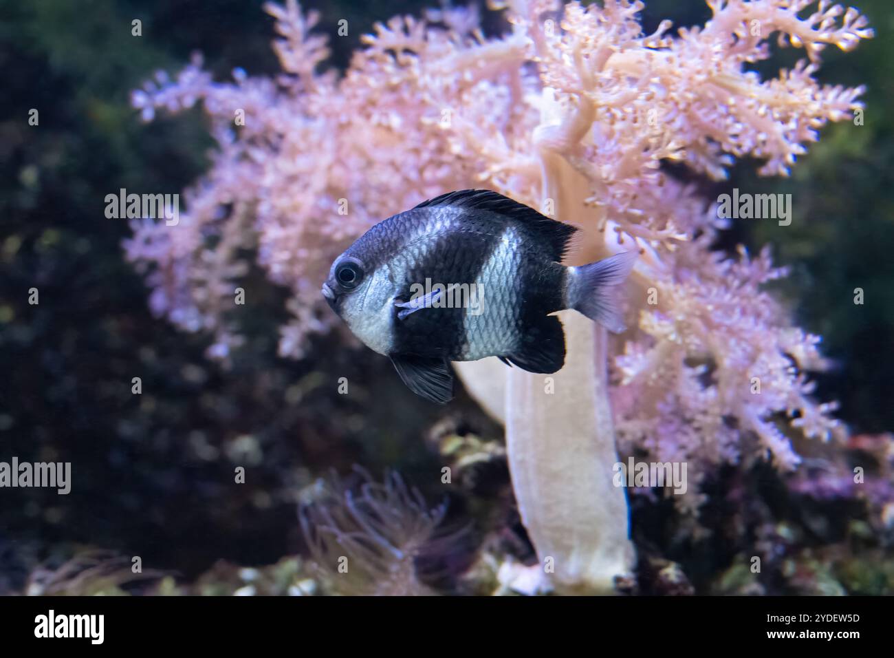 Dascyllus aruanus, known commonly as the whitetail dascyllus Stock ...