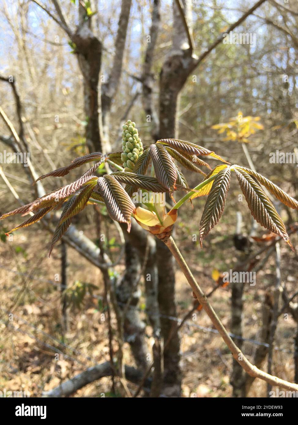 painted buckeye (Aesculus sylvatica Stock Photo - Alamy