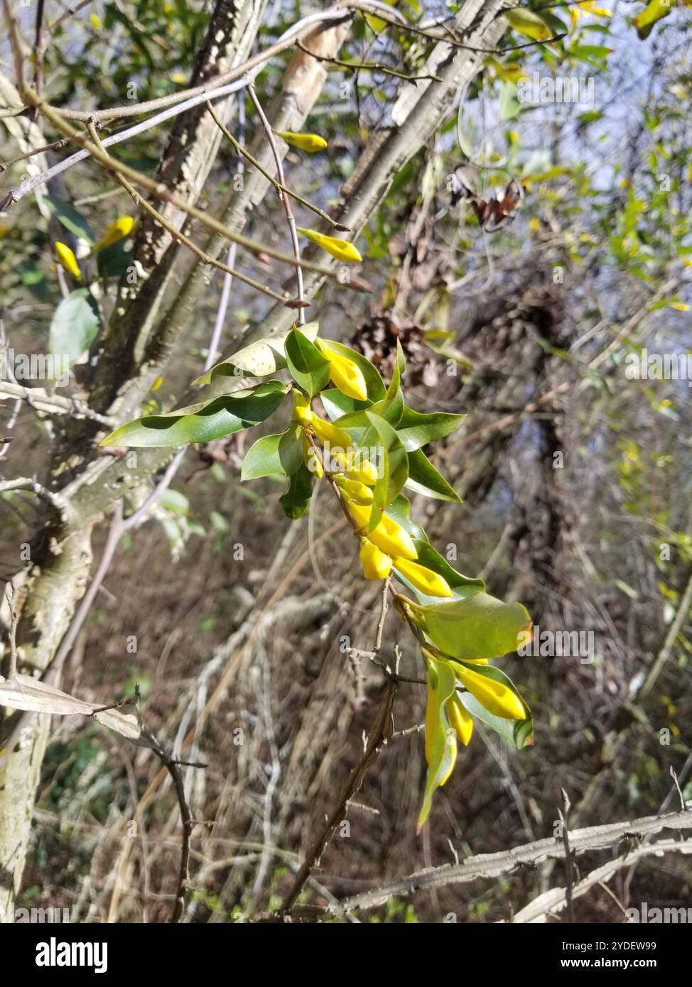 yellow jessamine (Gelsemium sempervirens Stock Photo - Alamy