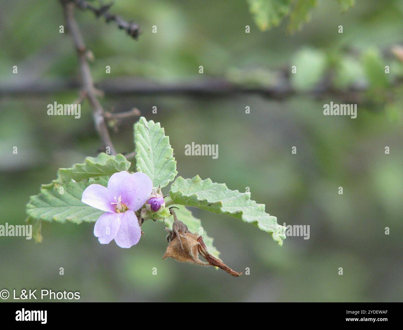 Gulf Teabush (Melochia tomentosa Stock Photo - Alamy