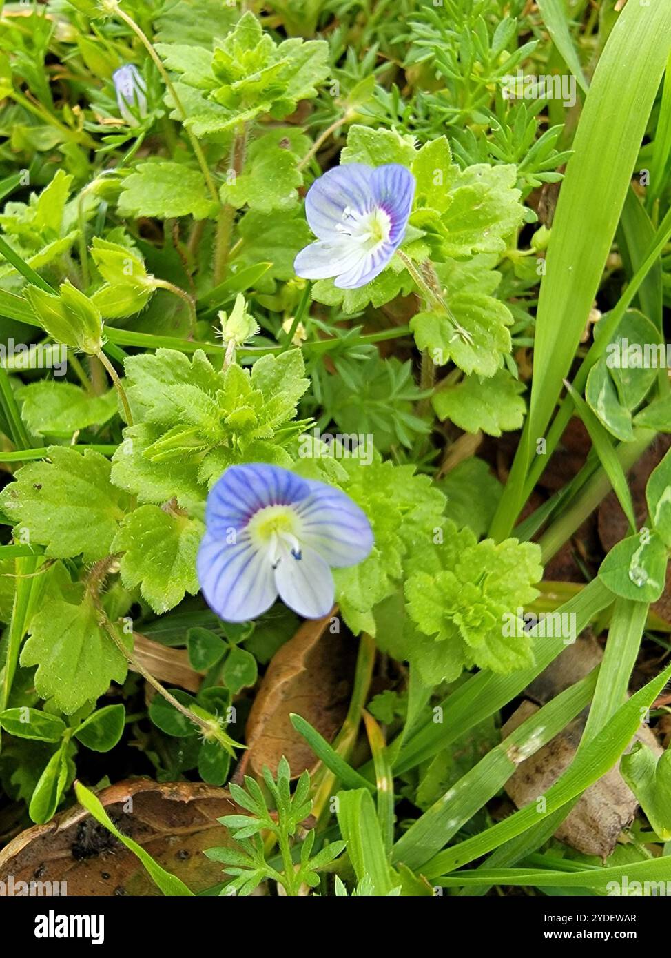 bird's-eye speedwell (Veronica persica Stock Photo - Alamy
