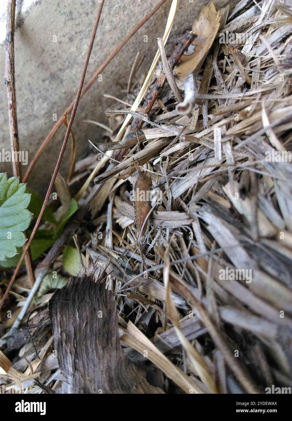 Gumleaf Grasshoppers (Goniaea Stock Photo - Alamy