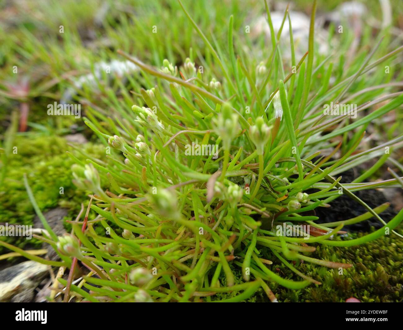 Tiny Mousetail (Myosurus minimus Stock Photo - Alamy