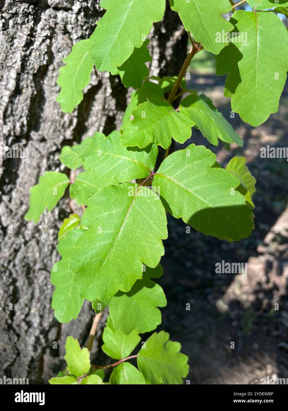 Pacific poison oak (Toxicodendron diversilobum Stock Photo - Alamy